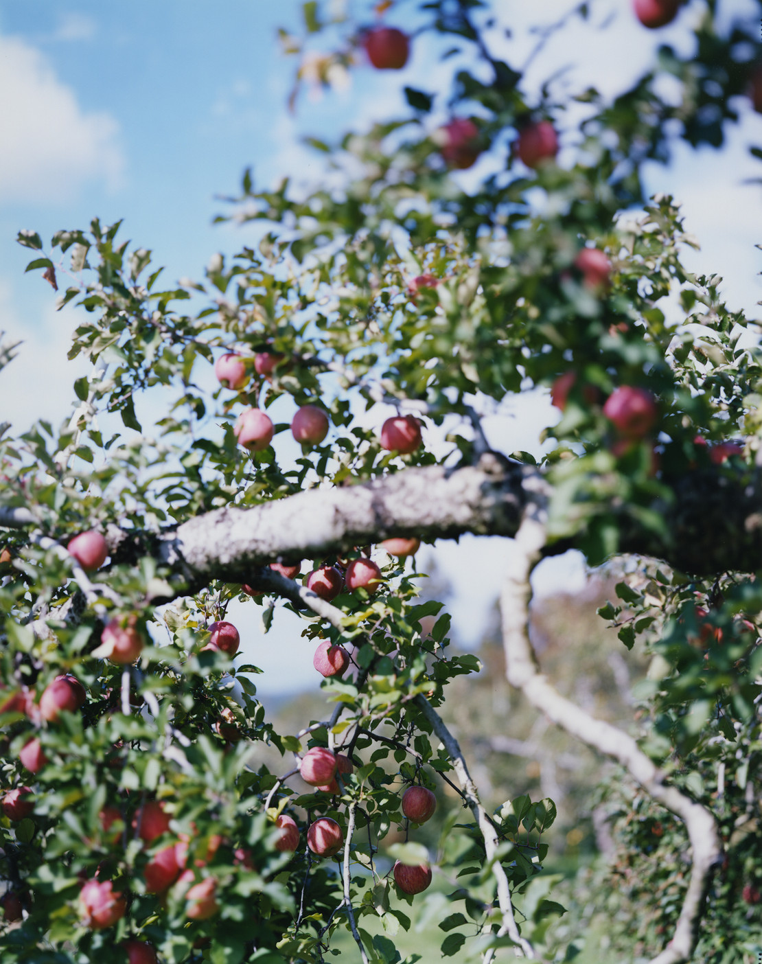 Apple Tree | portfolio - YOSHIHIKO UEDA | 上田義彦
