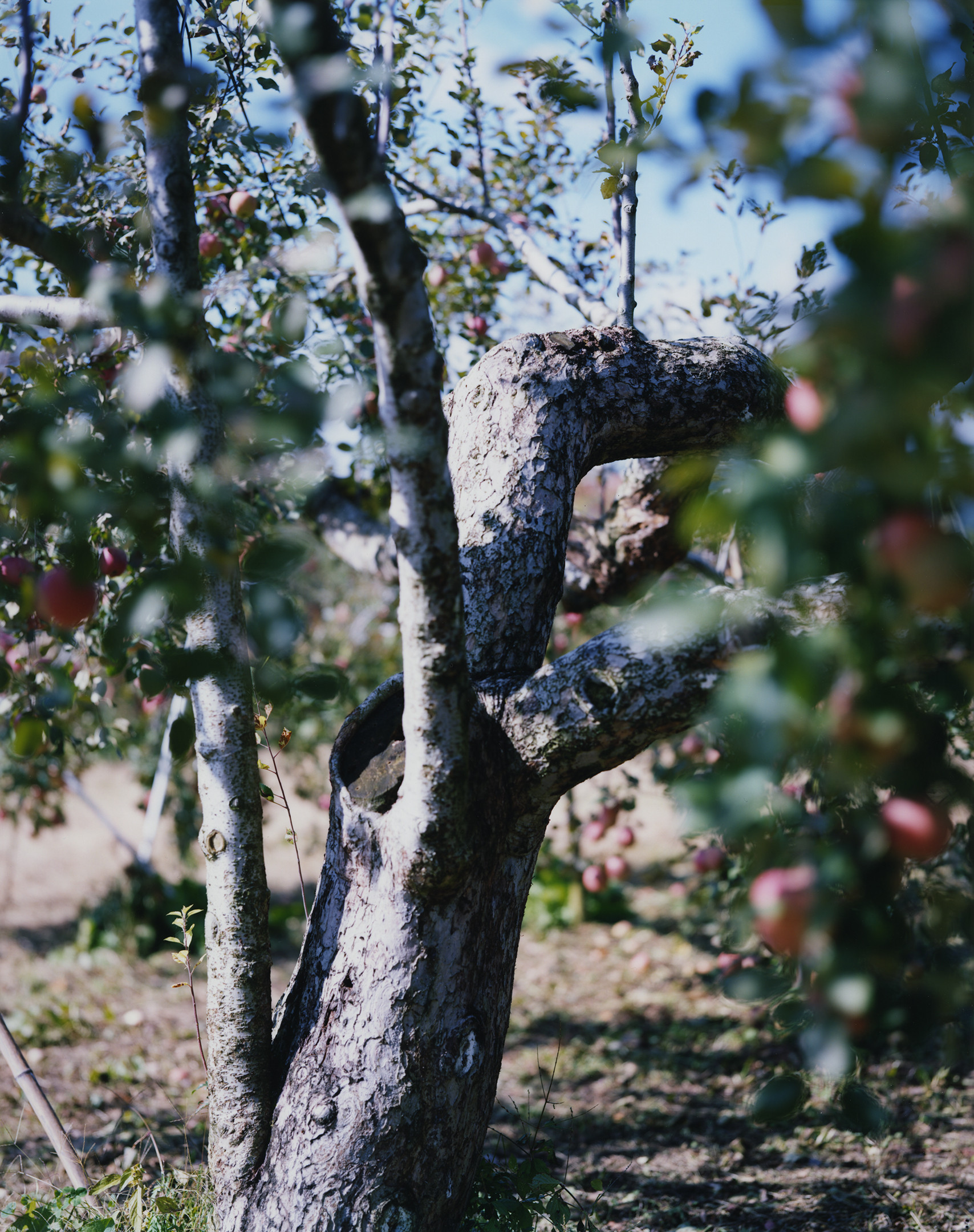 Apple Tree | portfolio - YOSHIHIKO UEDA | 上田義彦