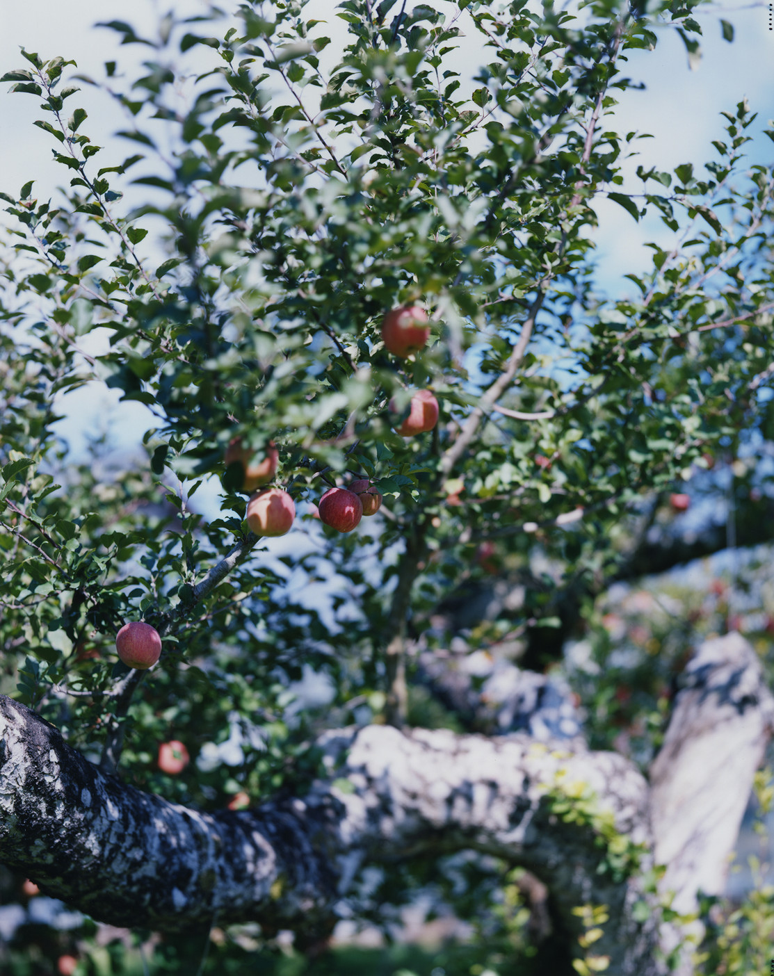 Apple Tree | portfolio - YOSHIHIKO UEDA | 上田義彦