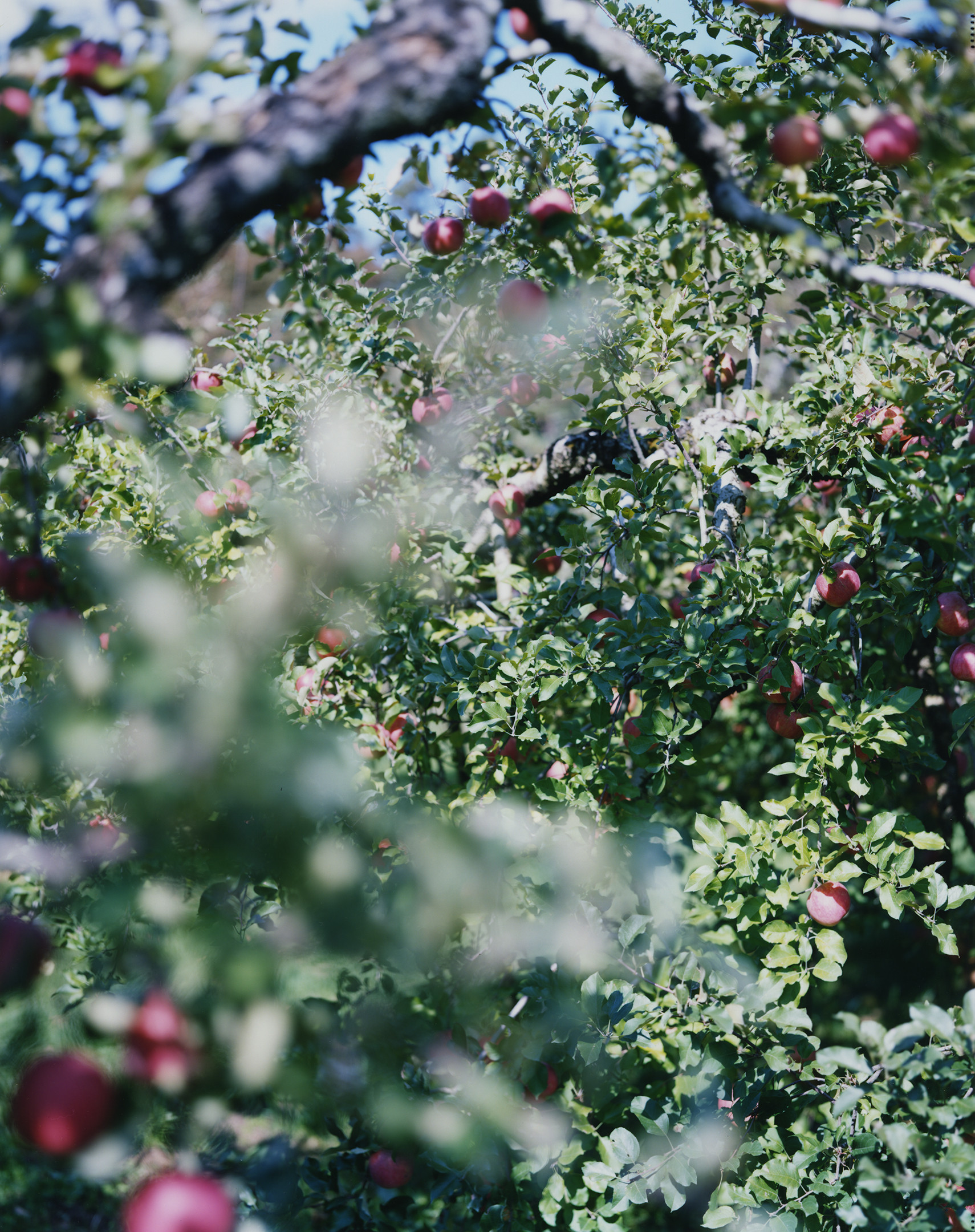 Apple Tree | portfolio - YOSHIHIKO UEDA | 上田義彦