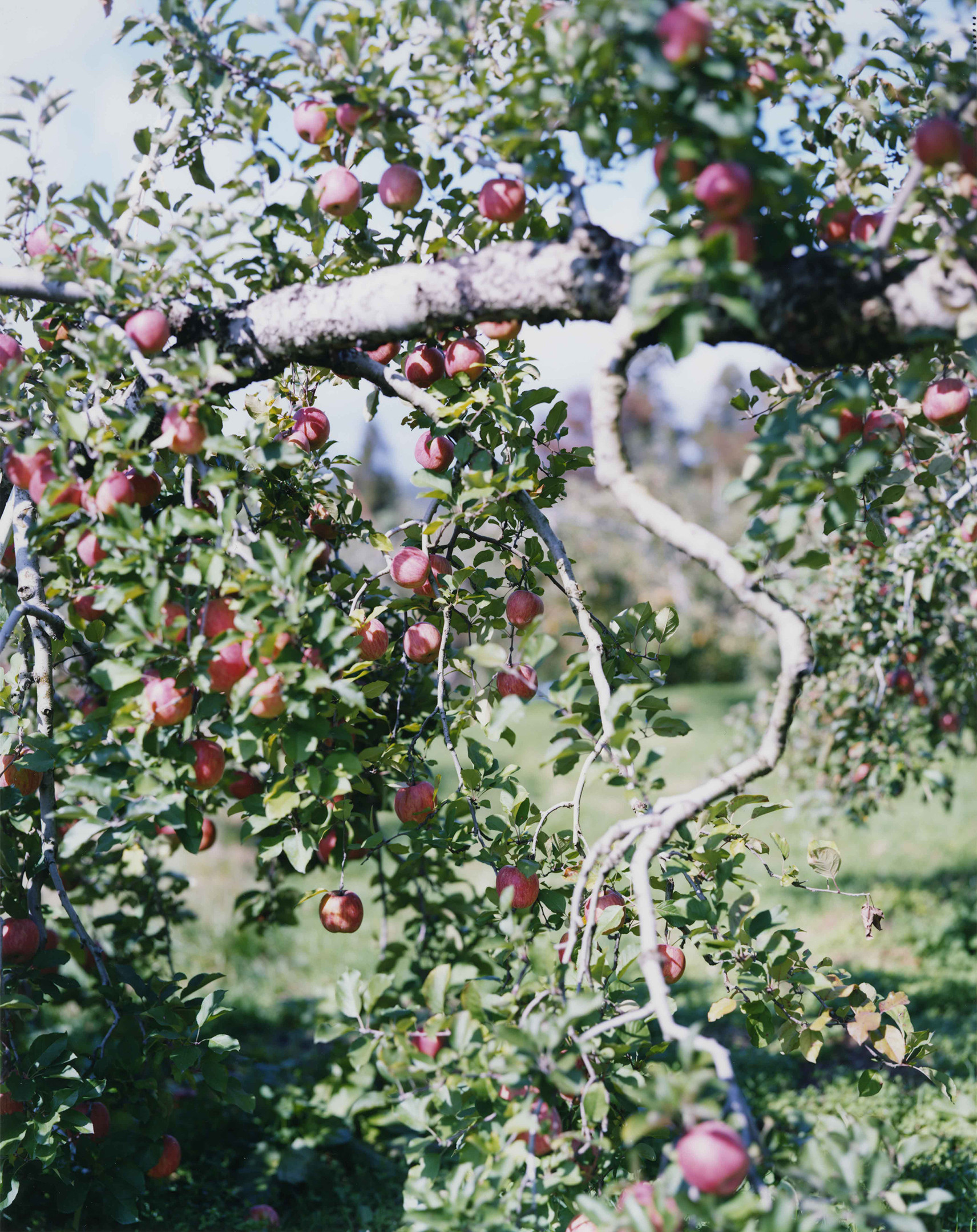 Apple Tree | portfolio - YOSHIHIKO UEDA | 上田義彦