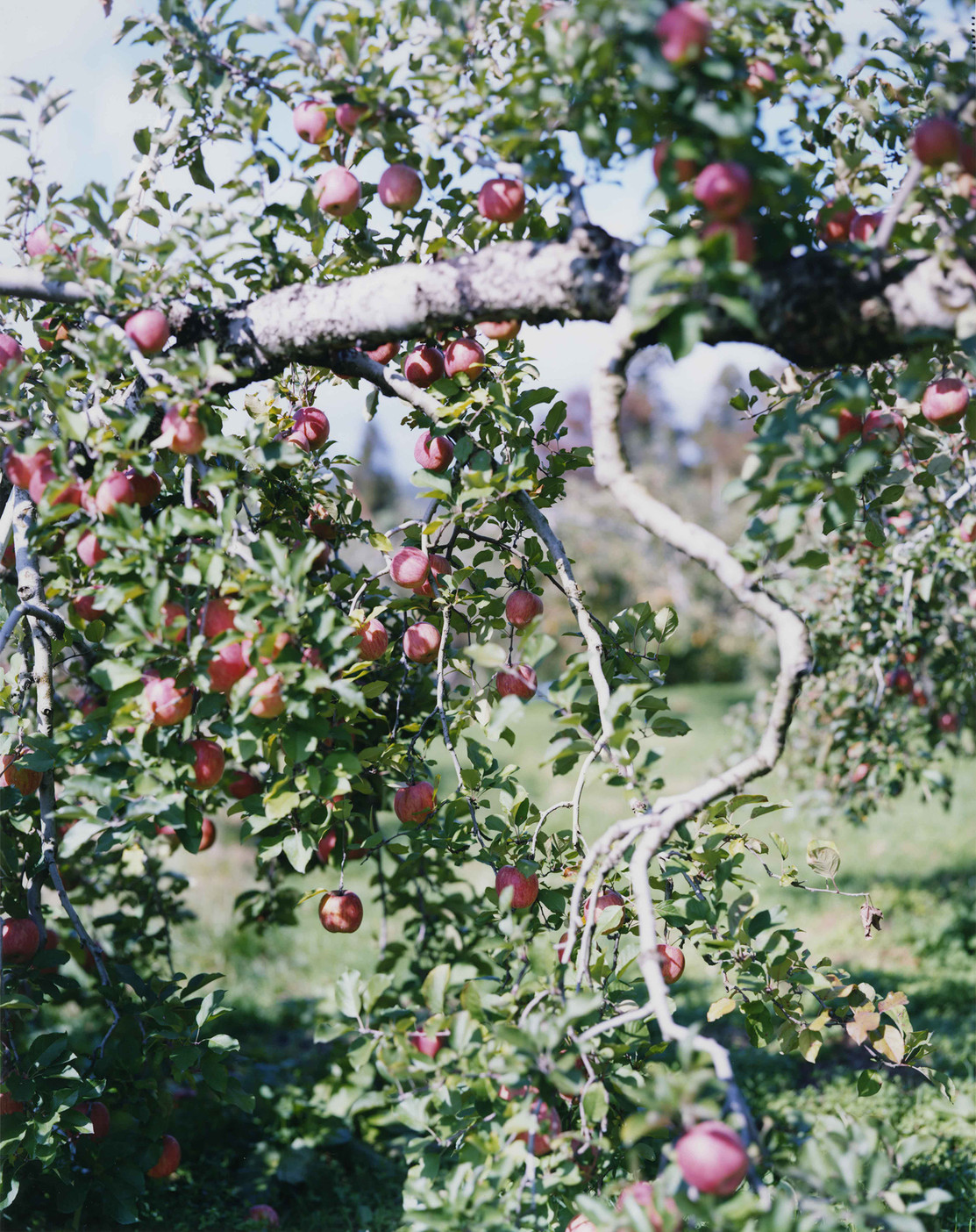 Apple Tree | portfolio - YOSHIHIKO UEDA | 上田義彦