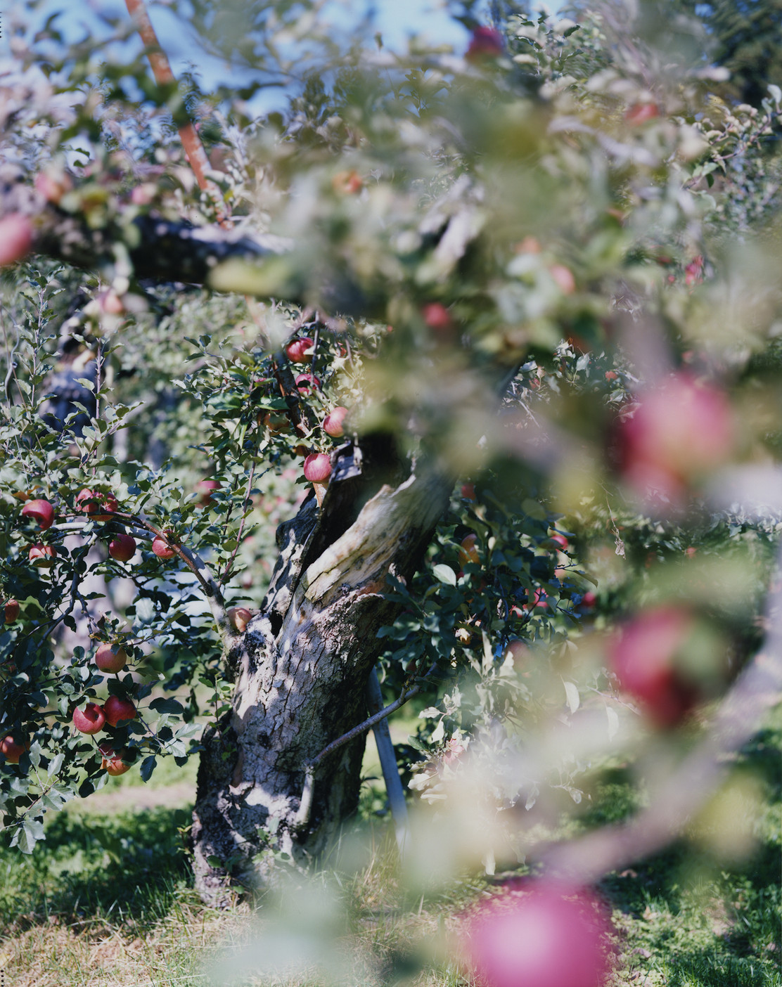 Apple Tree | portfolio - YOSHIHIKO UEDA | 上田義彦