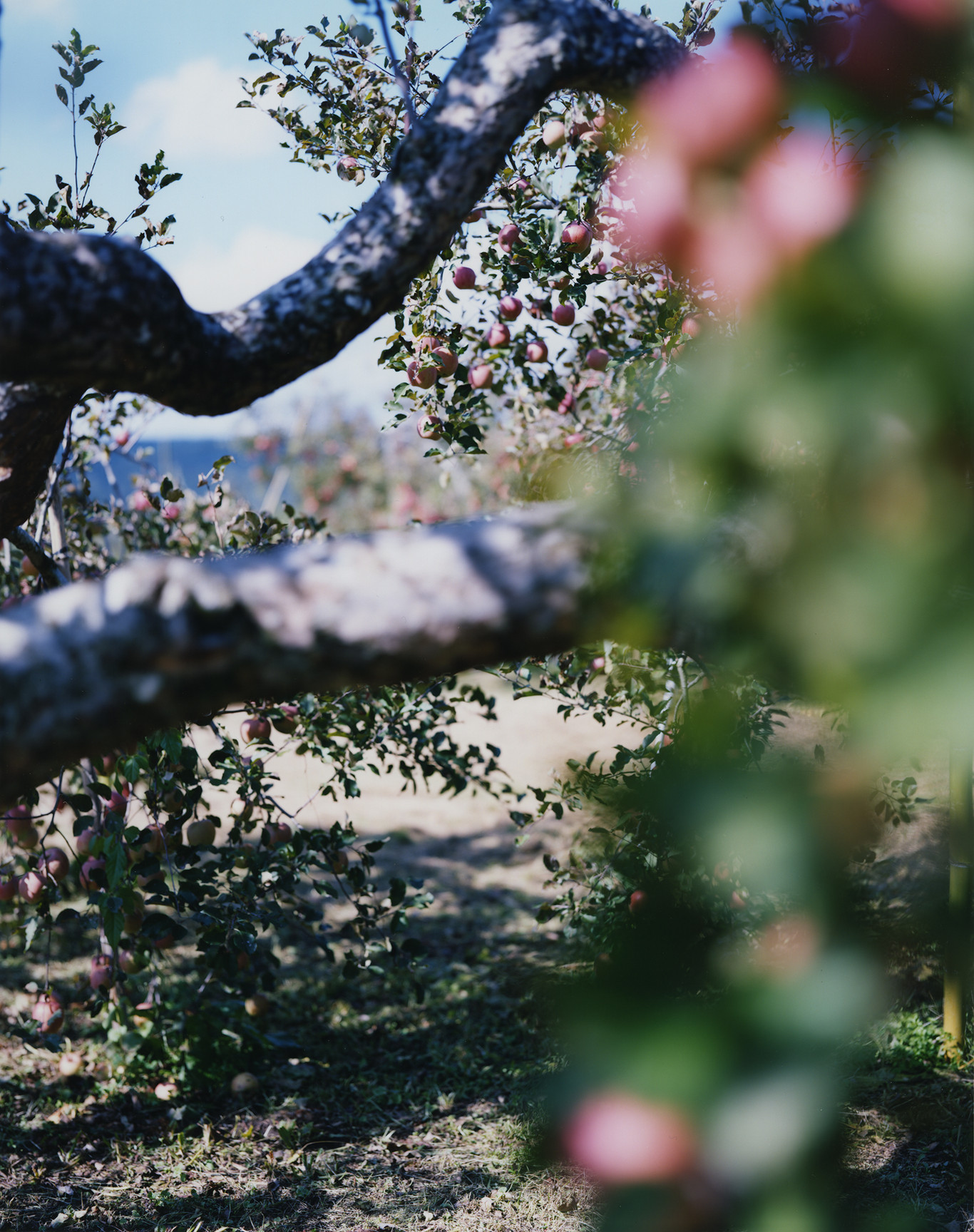 Apple Tree | portfolio - YOSHIHIKO UEDA | 上田義彦