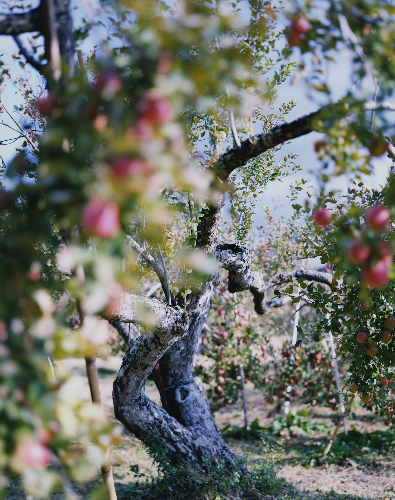 Apple Tree | portfolio - YOSHIHIKO UEDA | 上田義彦