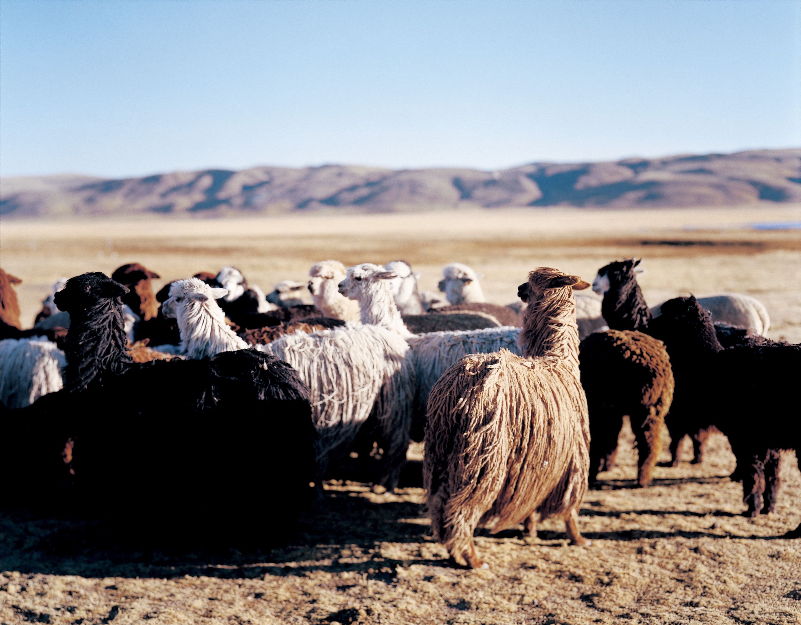 PERU ALPACA | portfolio - YOSHIHIKO UEDA | 上田義彦