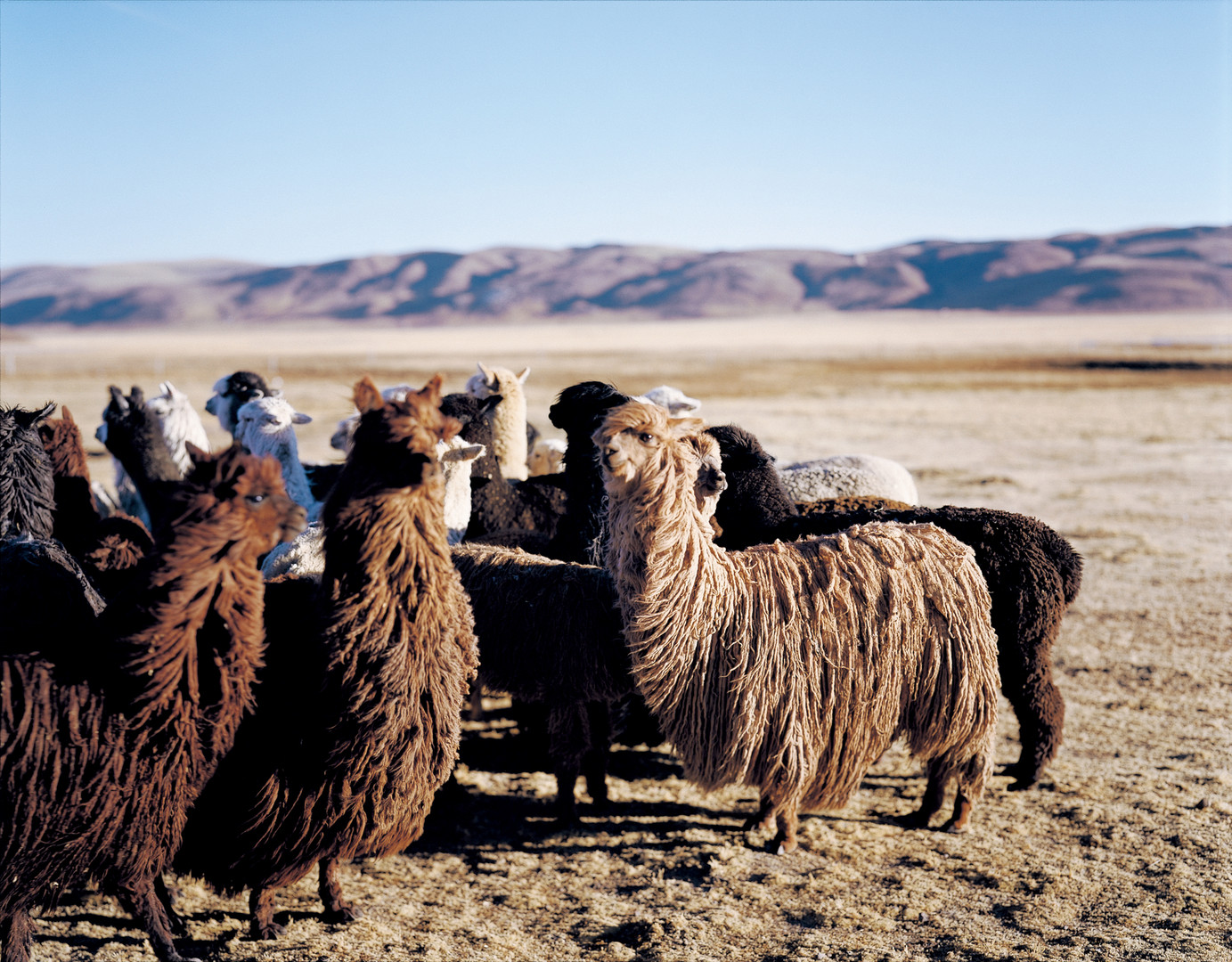 PERU ALPACA | portfolio - YOSHIHIKO UEDA | 上田義彦