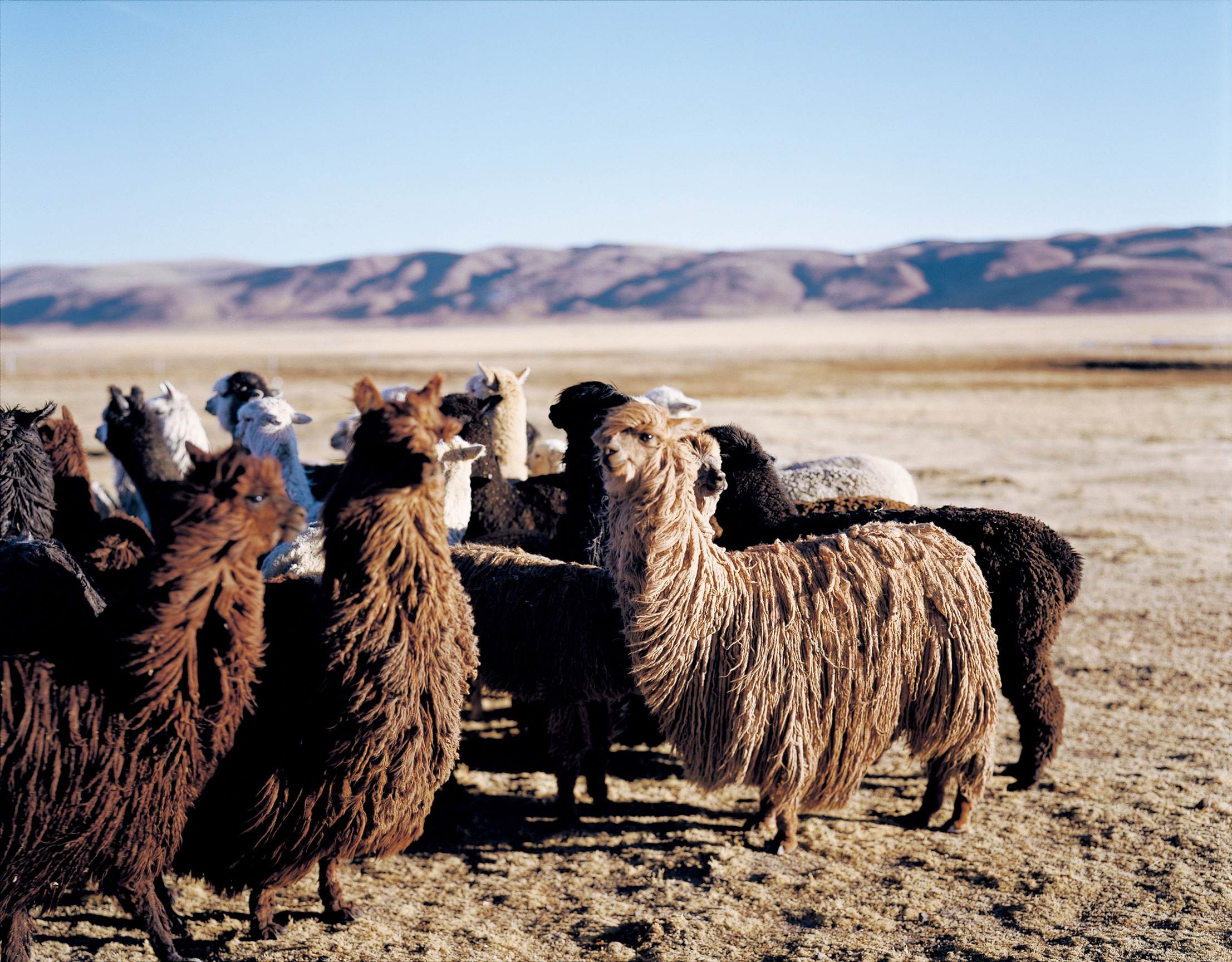 PERU ALPACA | portfolio - YOSHIHIKO UEDA | 上田義彦