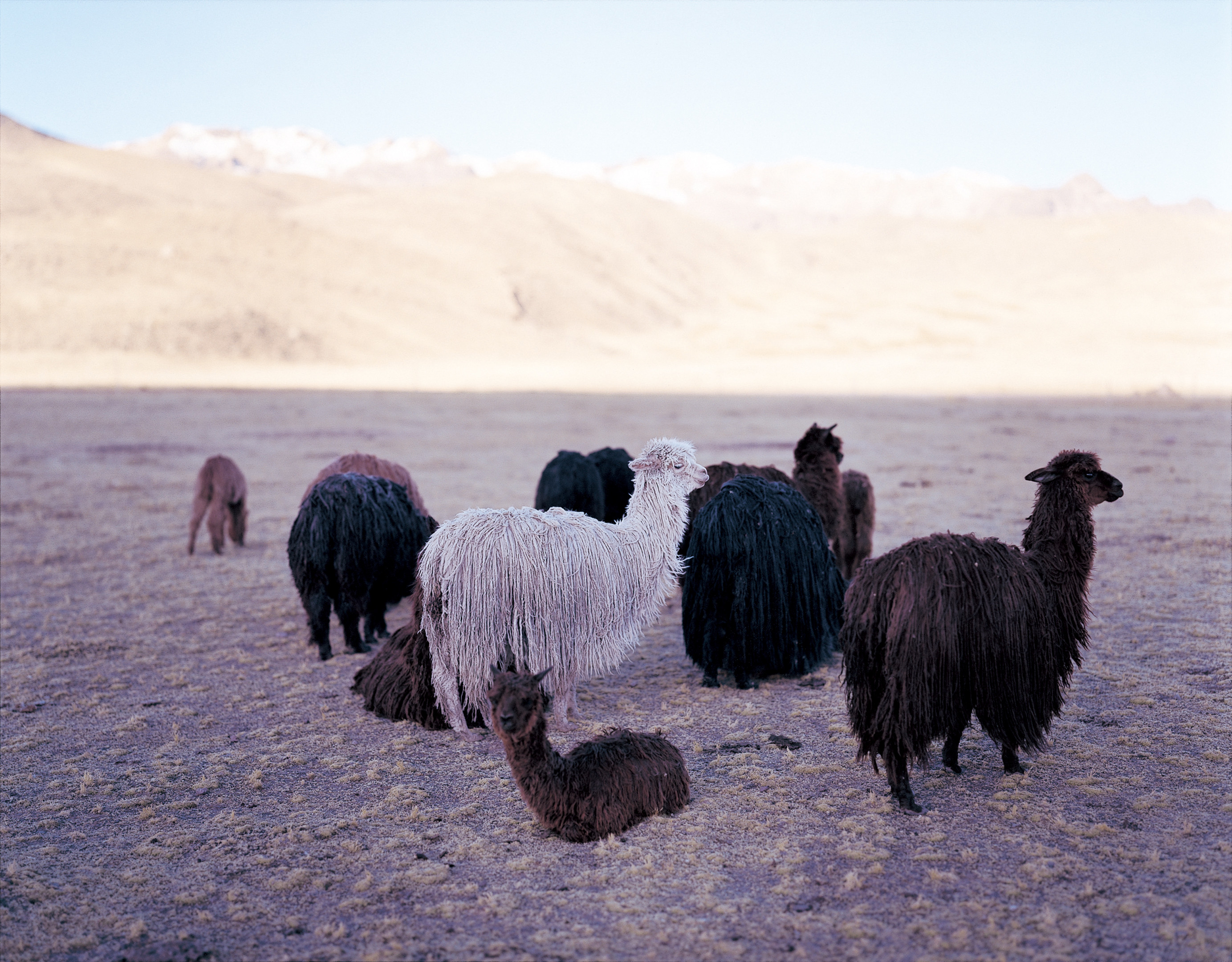 PERU ALPACA | portfolio - YOSHIHIKO UEDA | 上田義彦