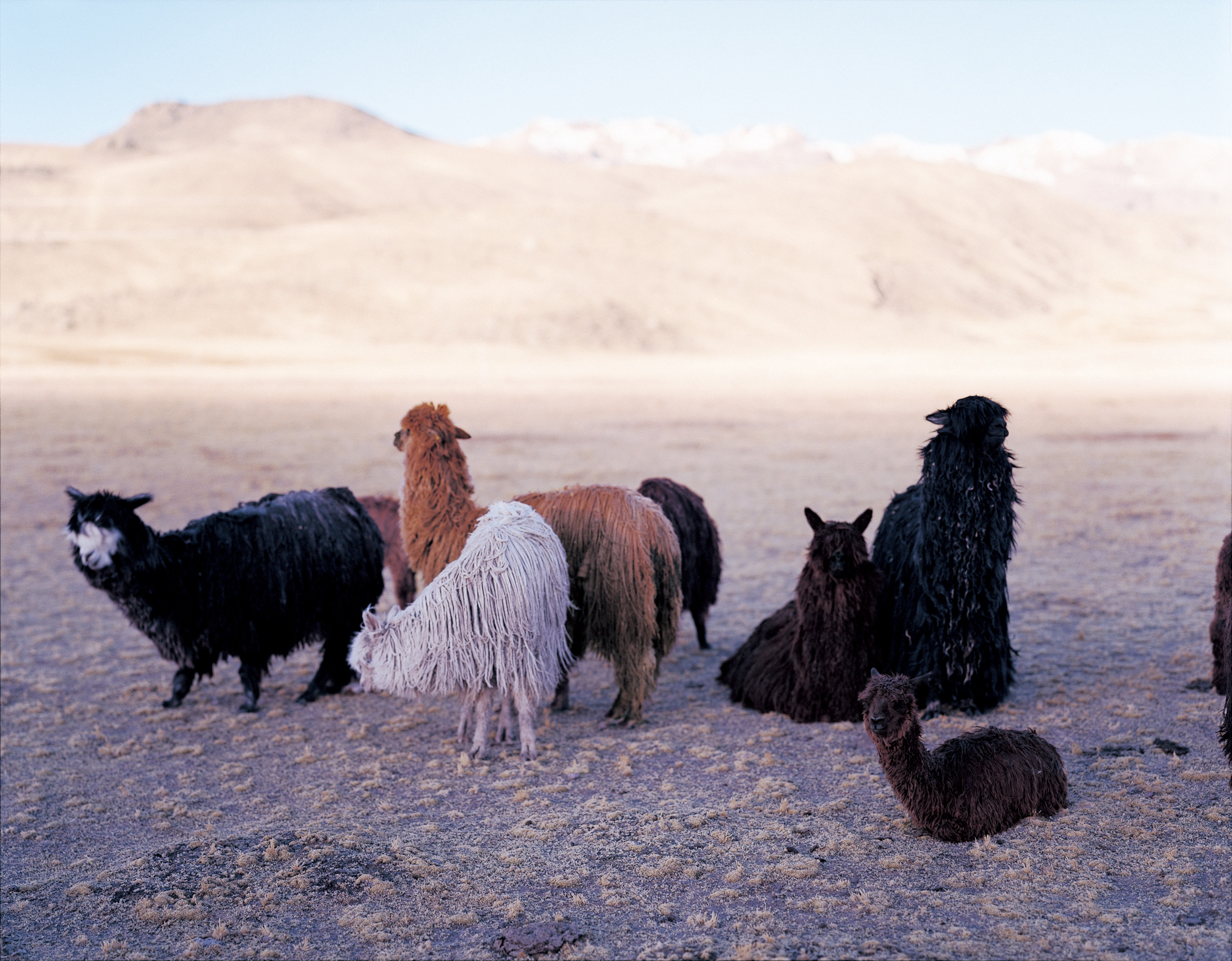 PERU ALPACA | portfolio - YOSHIHIKO UEDA | 上田義彦
