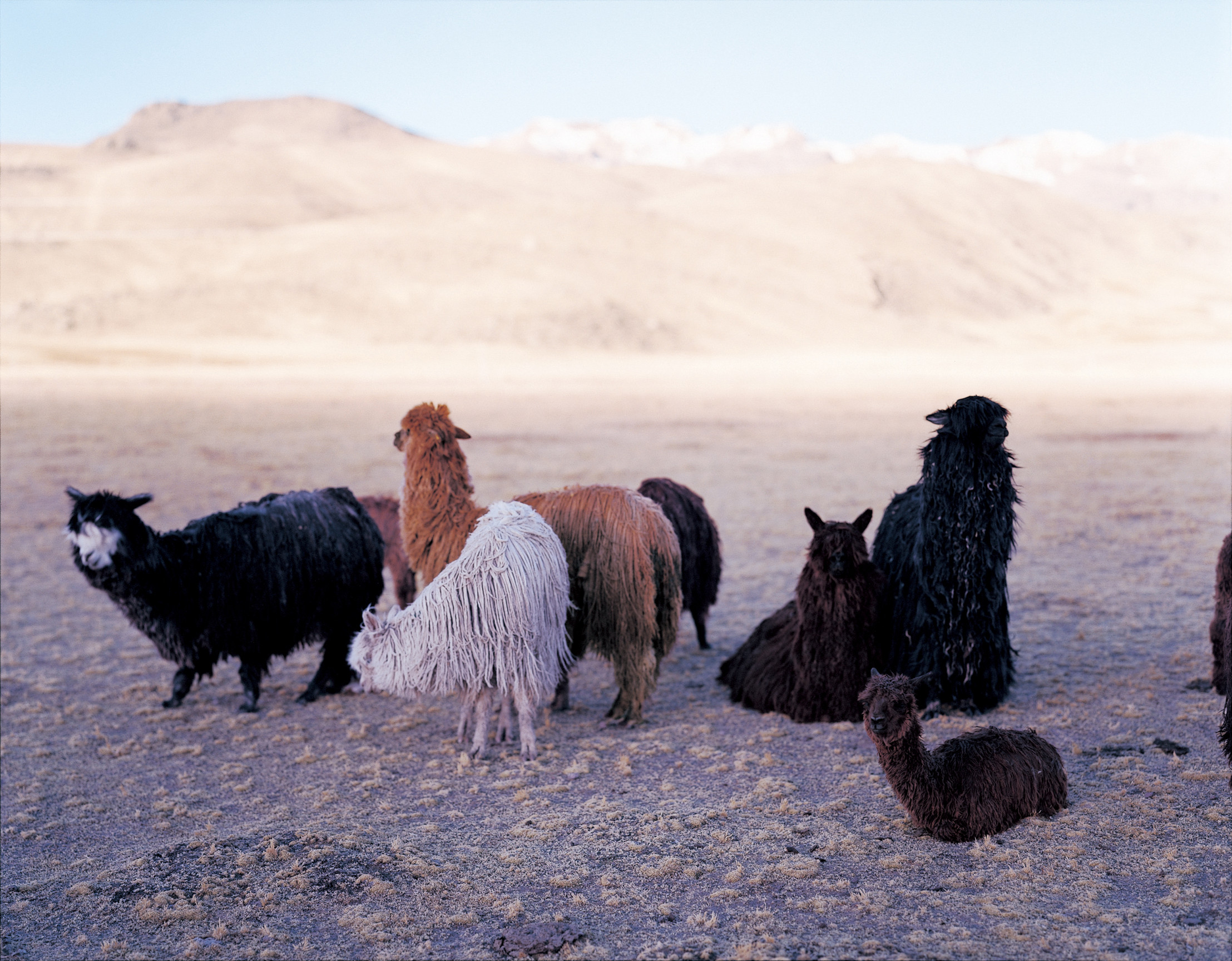 PERU ALPACA | portfolio - YOSHIHIKO UEDA | 上田義彦
