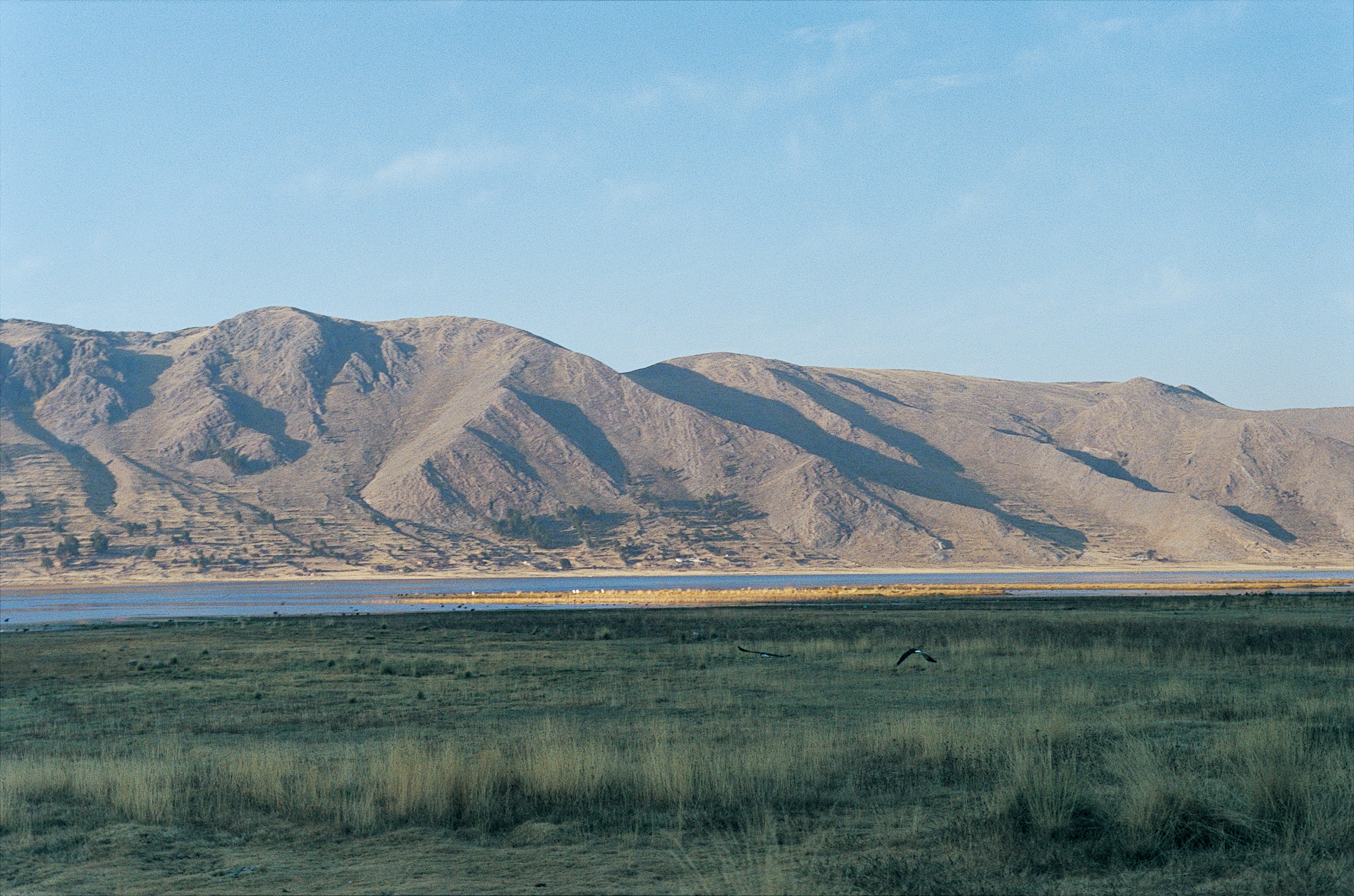 PERU ALPACA | portfolio - YOSHIHIKO UEDA | 上田義彦