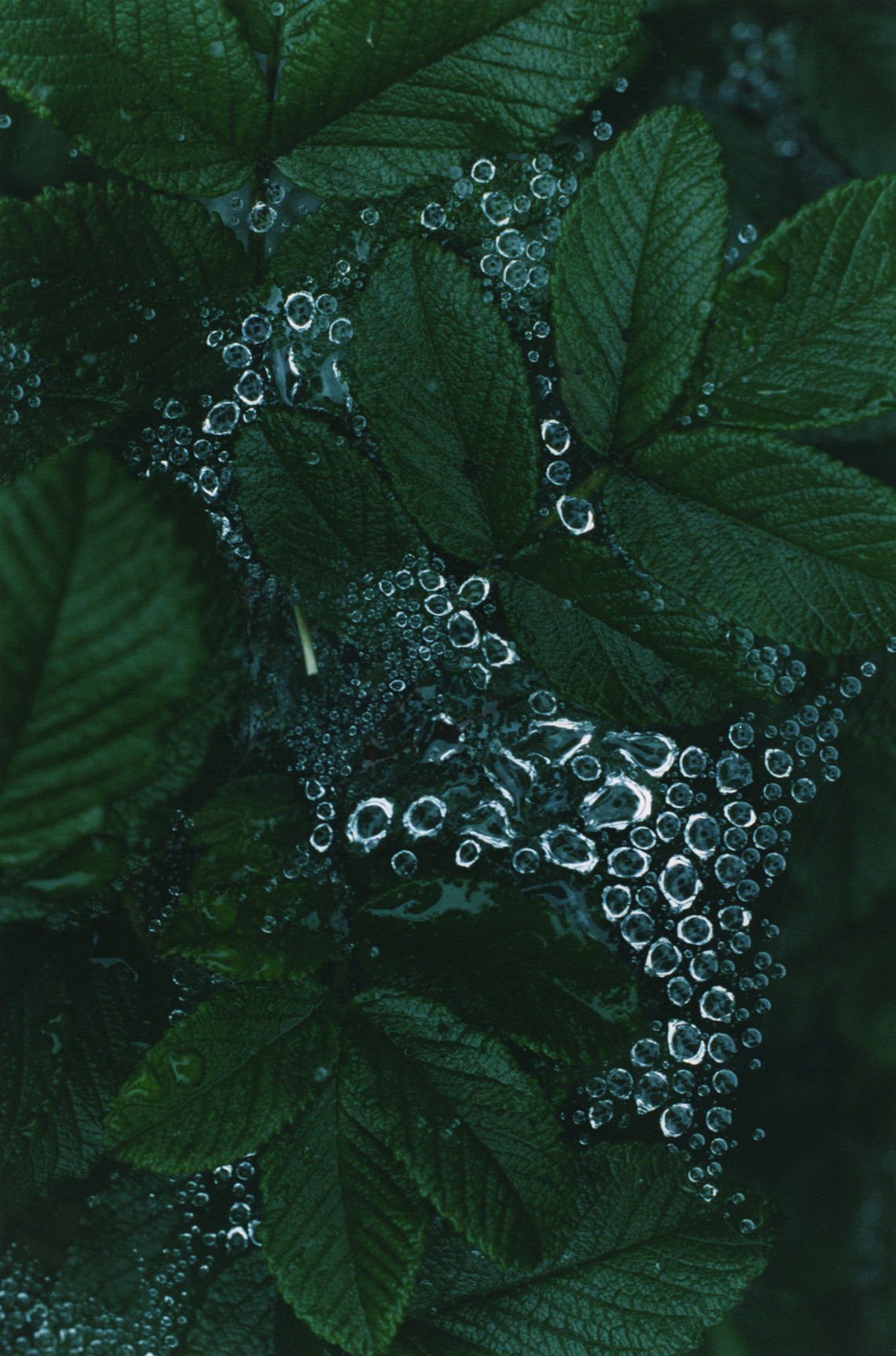 PHOTOGRAPHS | portfolio - YOSHIHIKO UEDA | 上田義彦