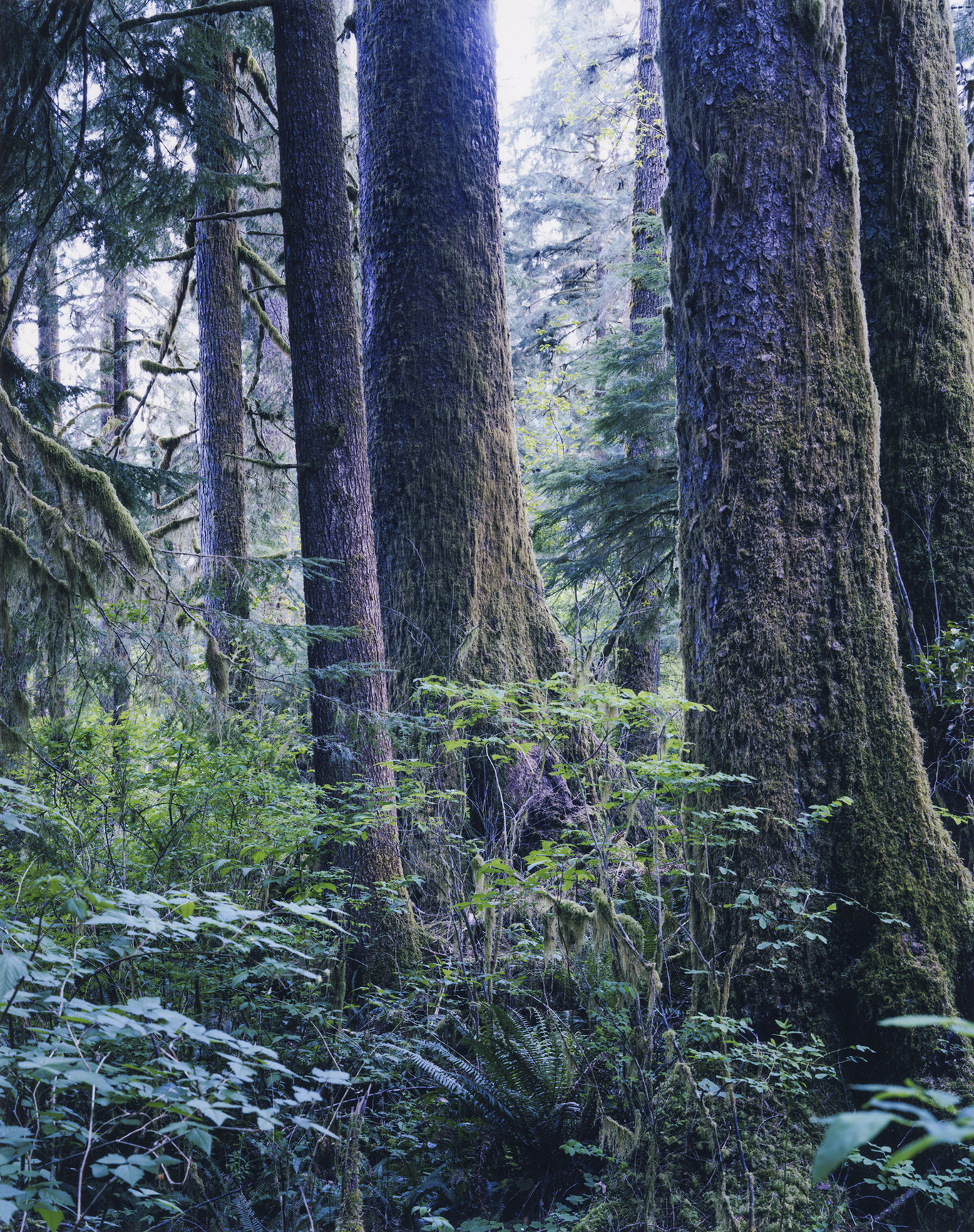 Forest Quinault | portfolio - YOSHIHIKO UEDA | 上田義彦
